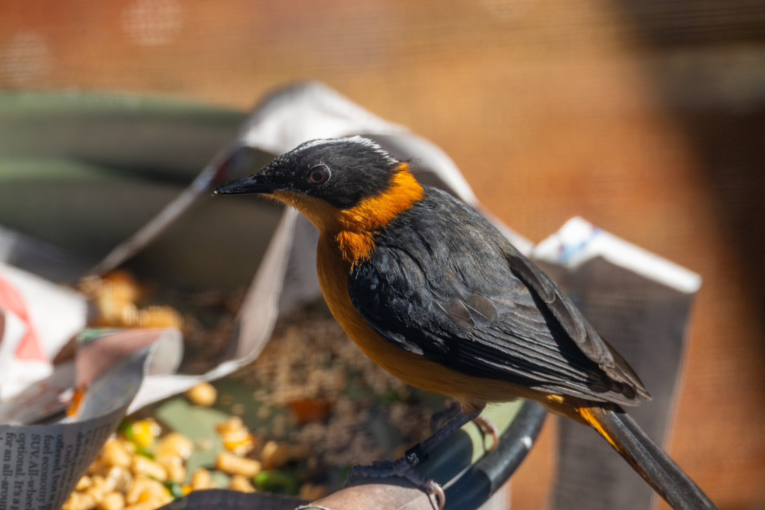 Visit the Virginia Zoo Animals Today!