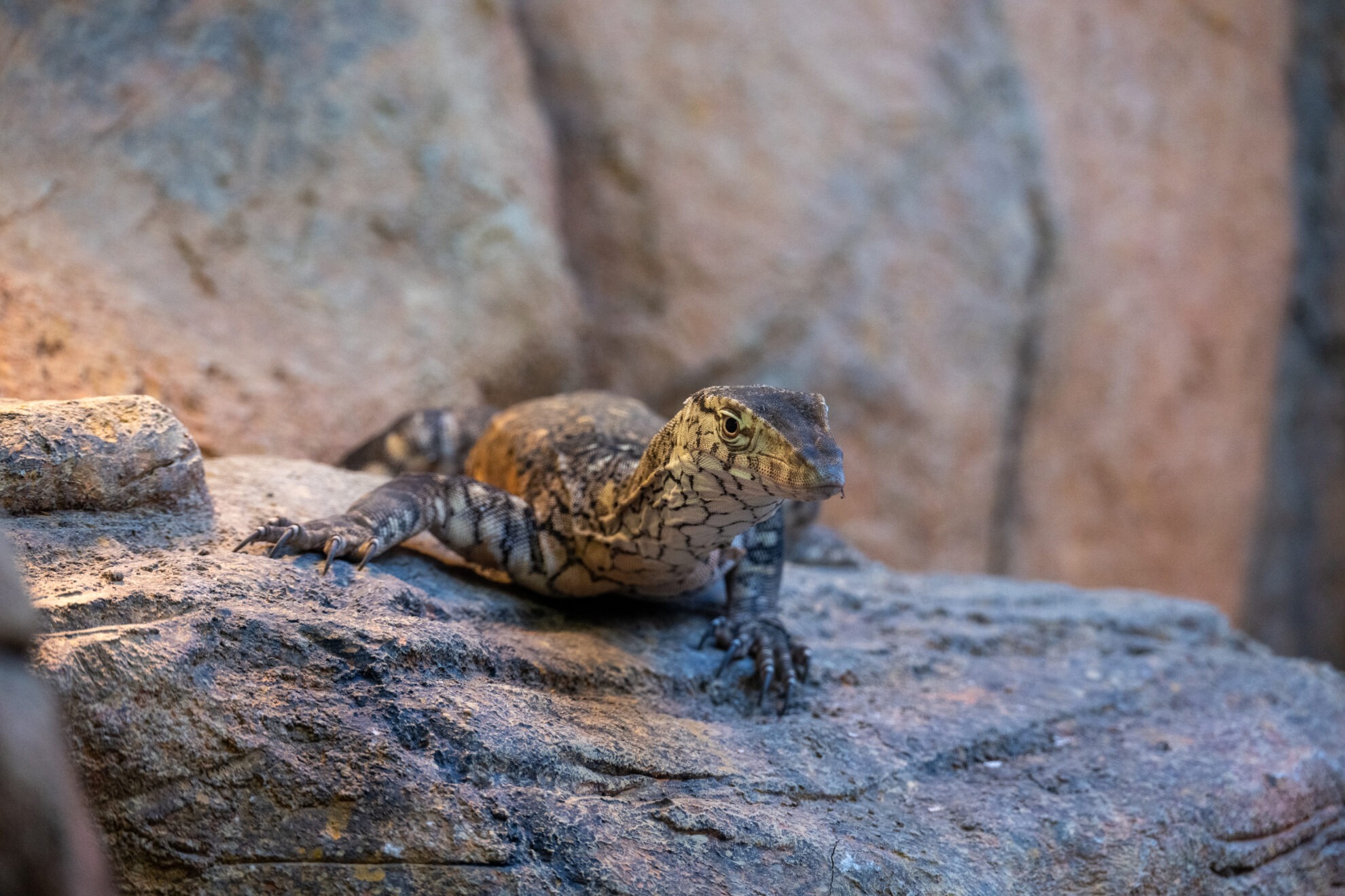 Visit the Virginia Zoo Animals Today!