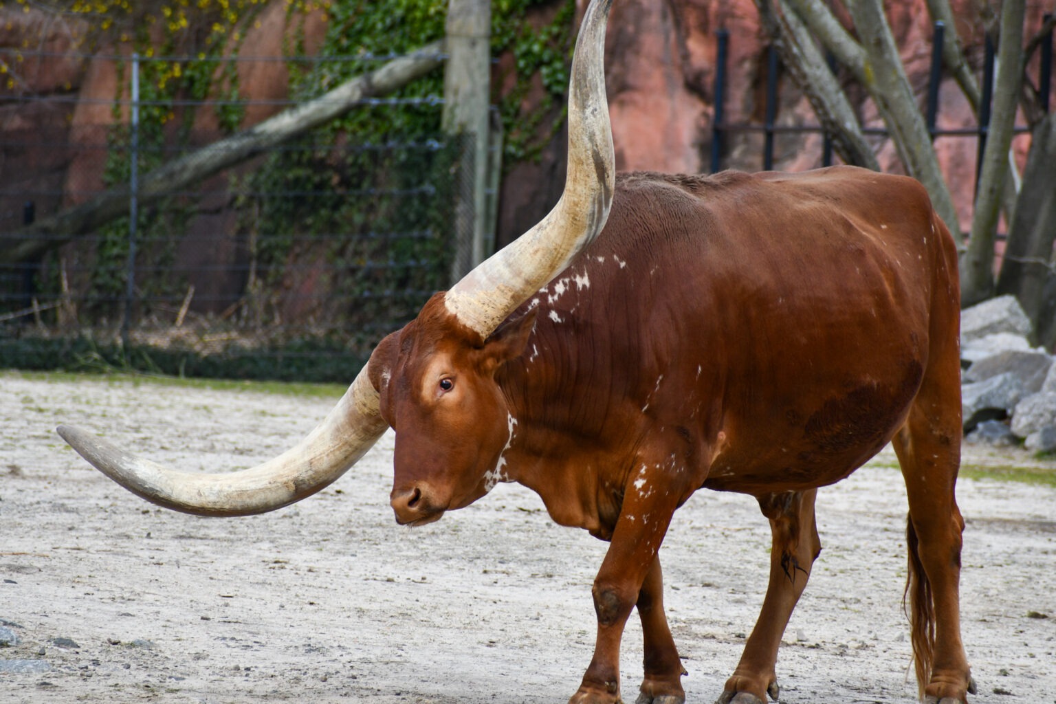 Visit the Virginia Zoo Animals Today!