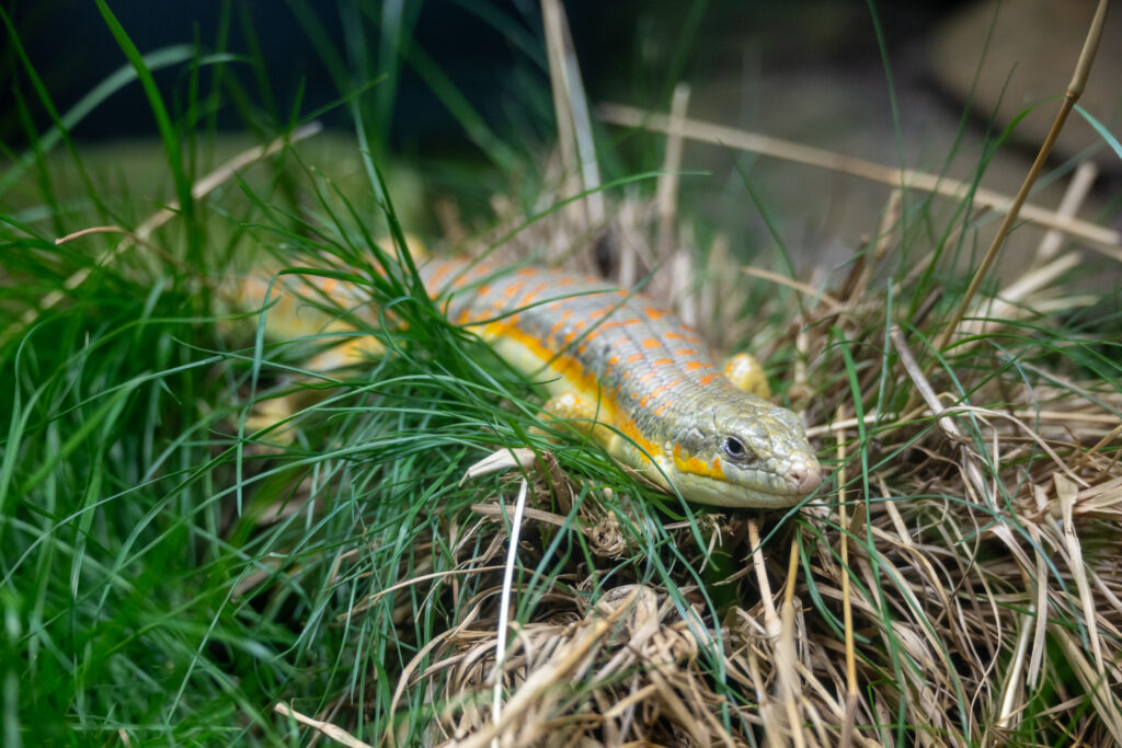 Visit the Virginia Zoo Animals Today!