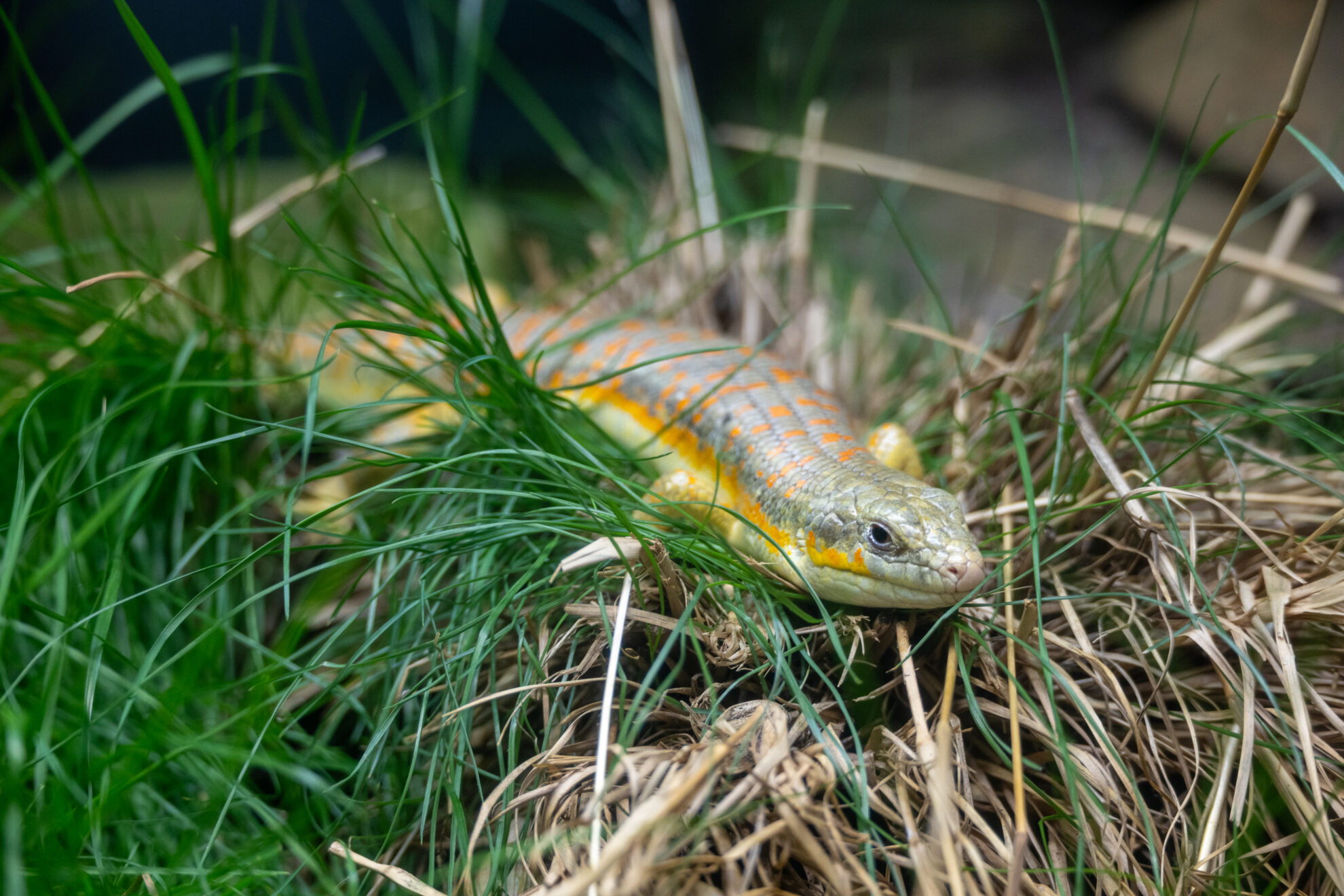Visit the Virginia Zoo Animals Today!