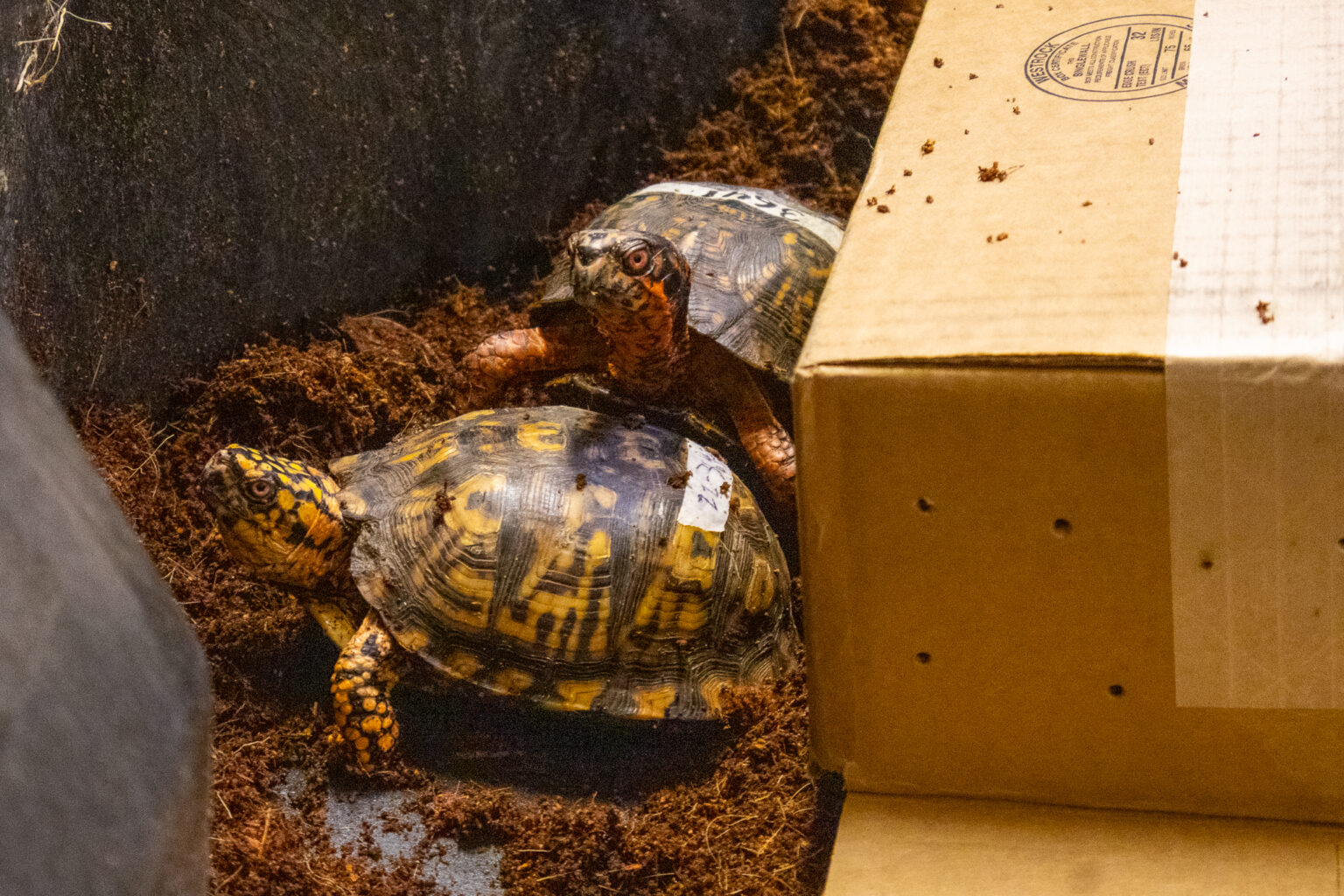 Visit the Virginia Zoo Animals Today!