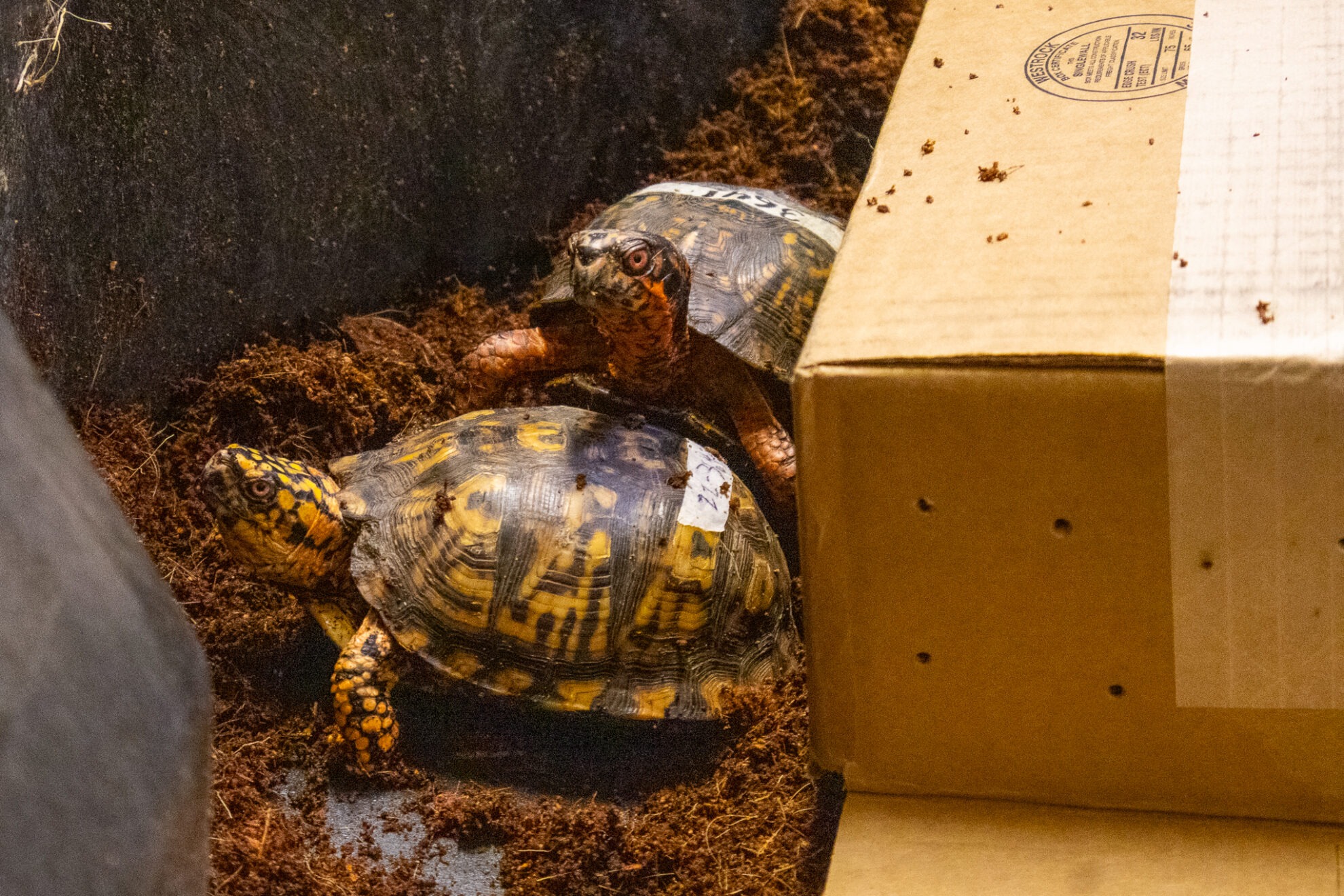 Visit the Virginia Zoo Animals Today!