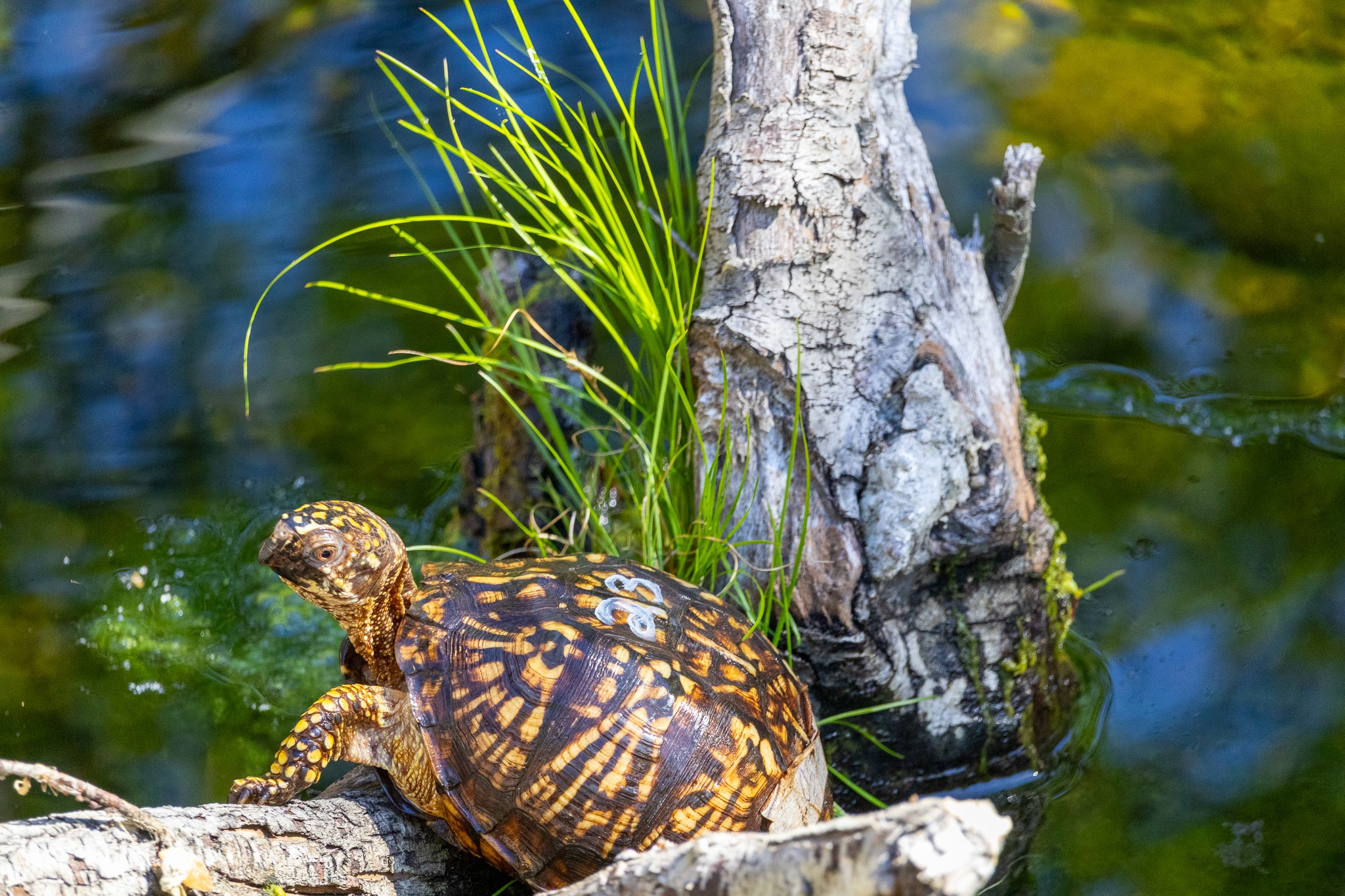 Visit the Virginia Zoo Animals Today!