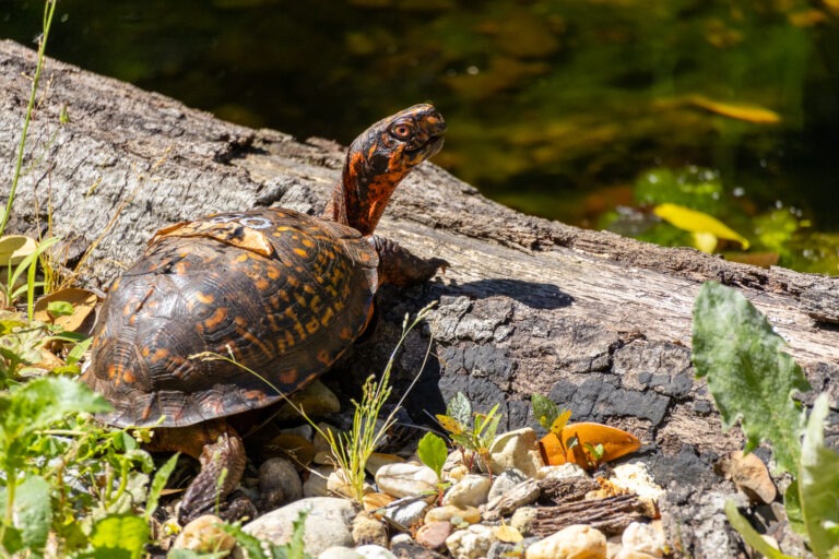 Visit the Virginia Zoo Animals Today!