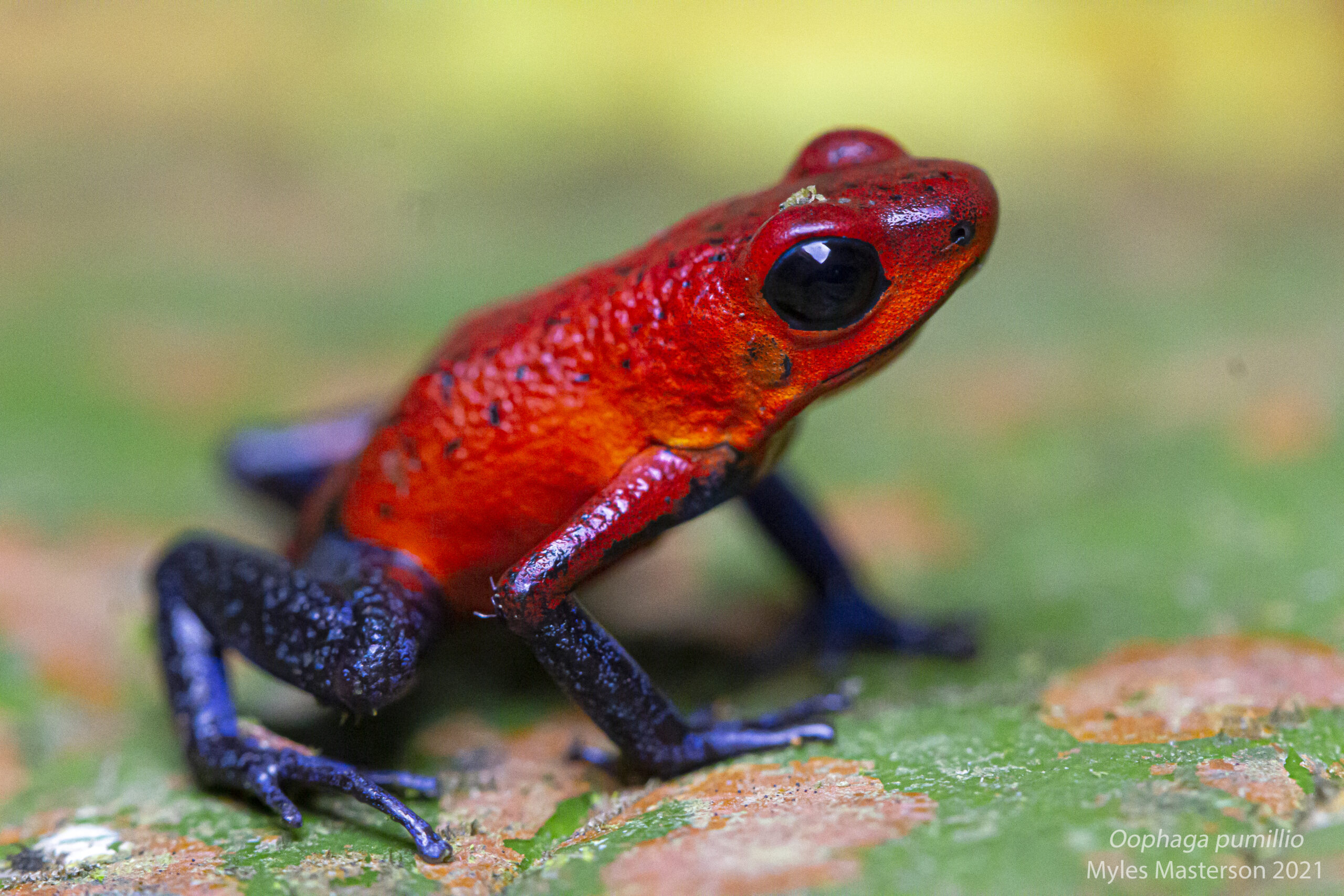 Visit the Virginia Zoo Animals Today!