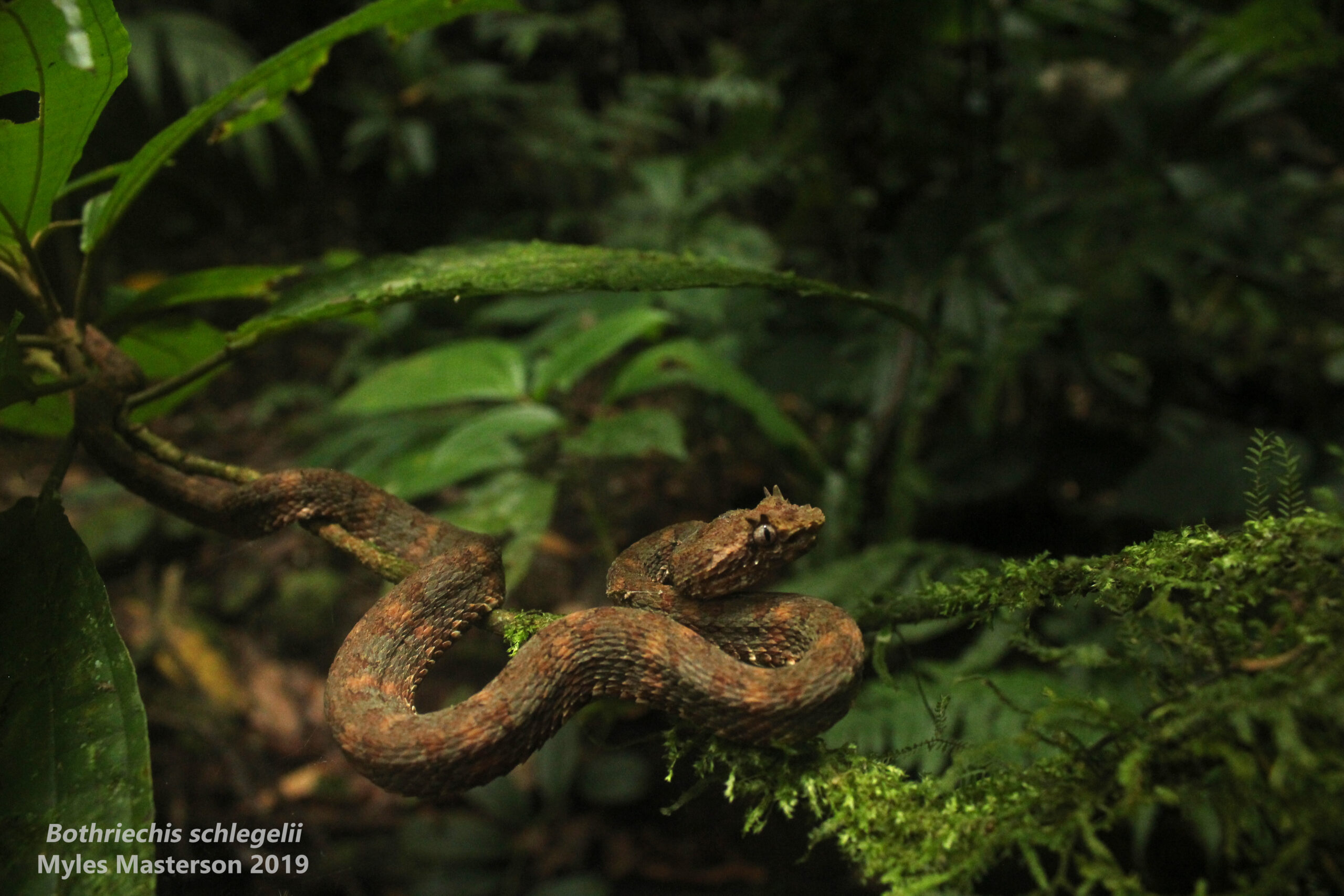 Visit the Virginia Zoo Animals Today!