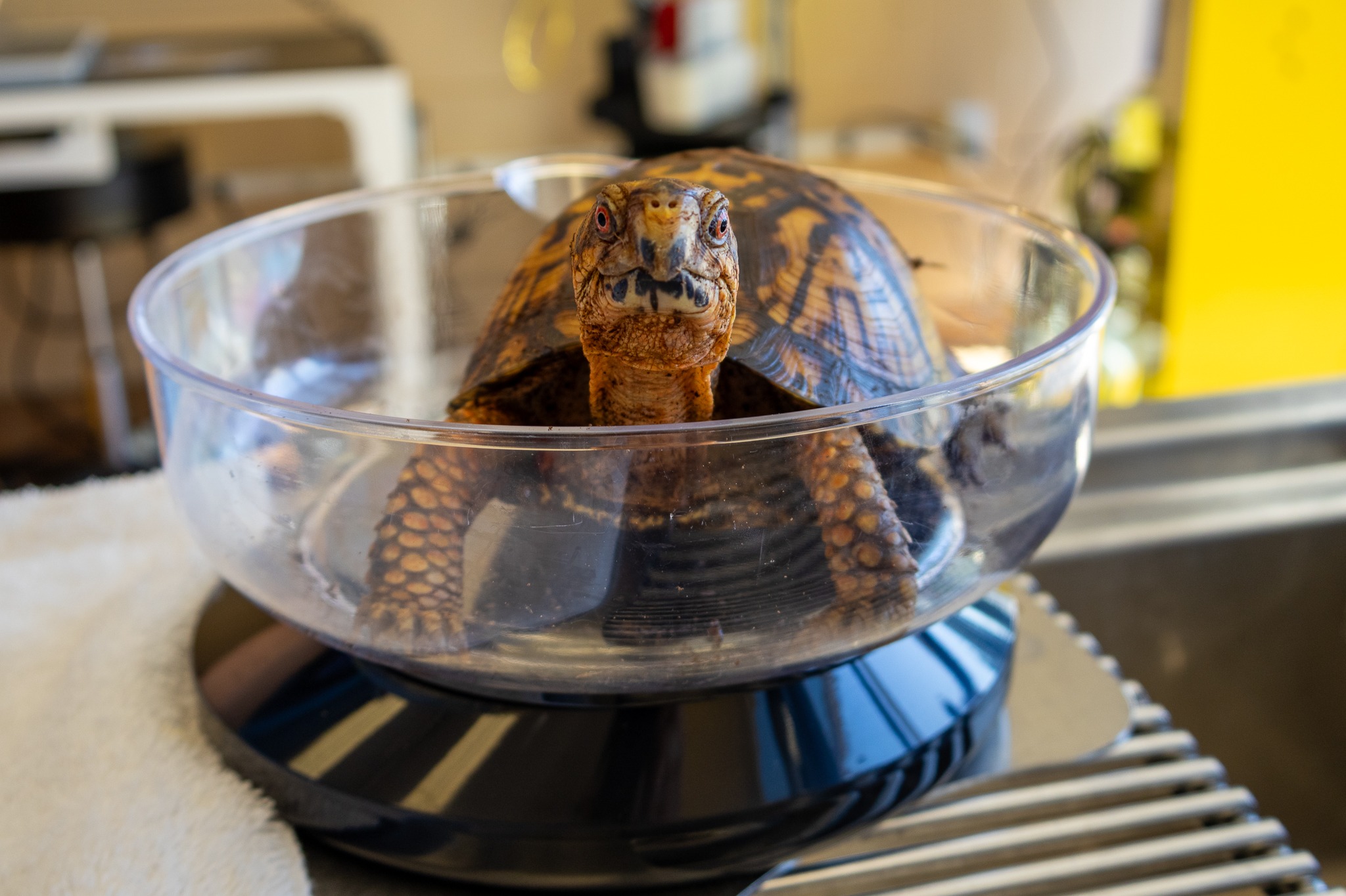 Visit the Virginia Zoo Animals Today!