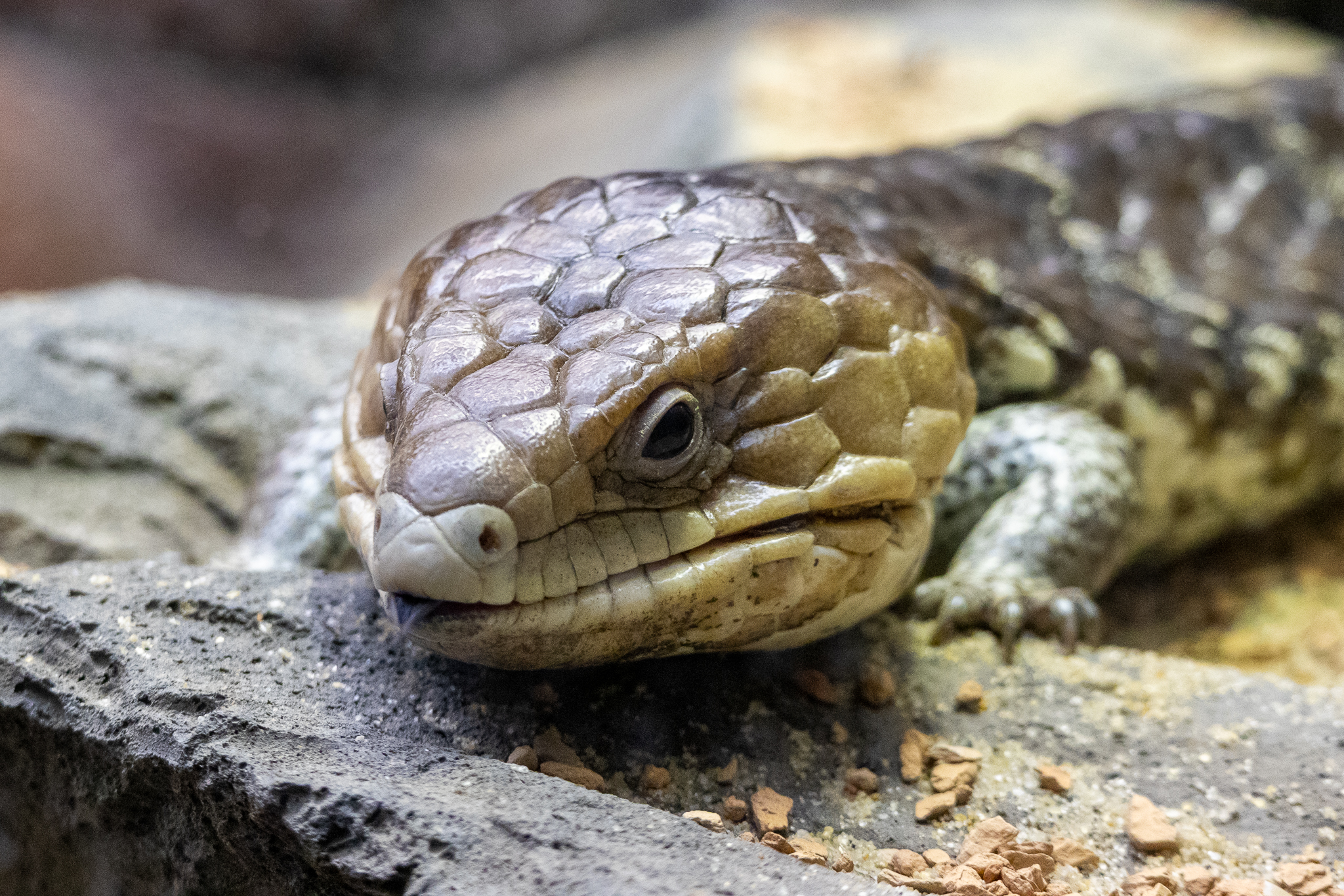 Visit the Virginia Zoo Animals Today!