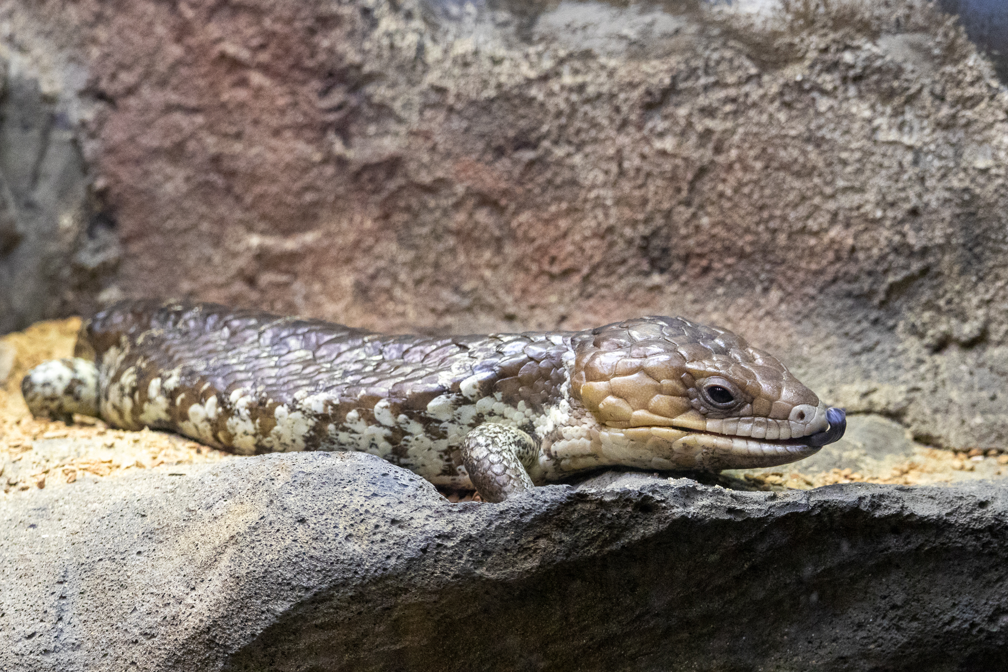 Visit the Virginia Zoo Animals Today!