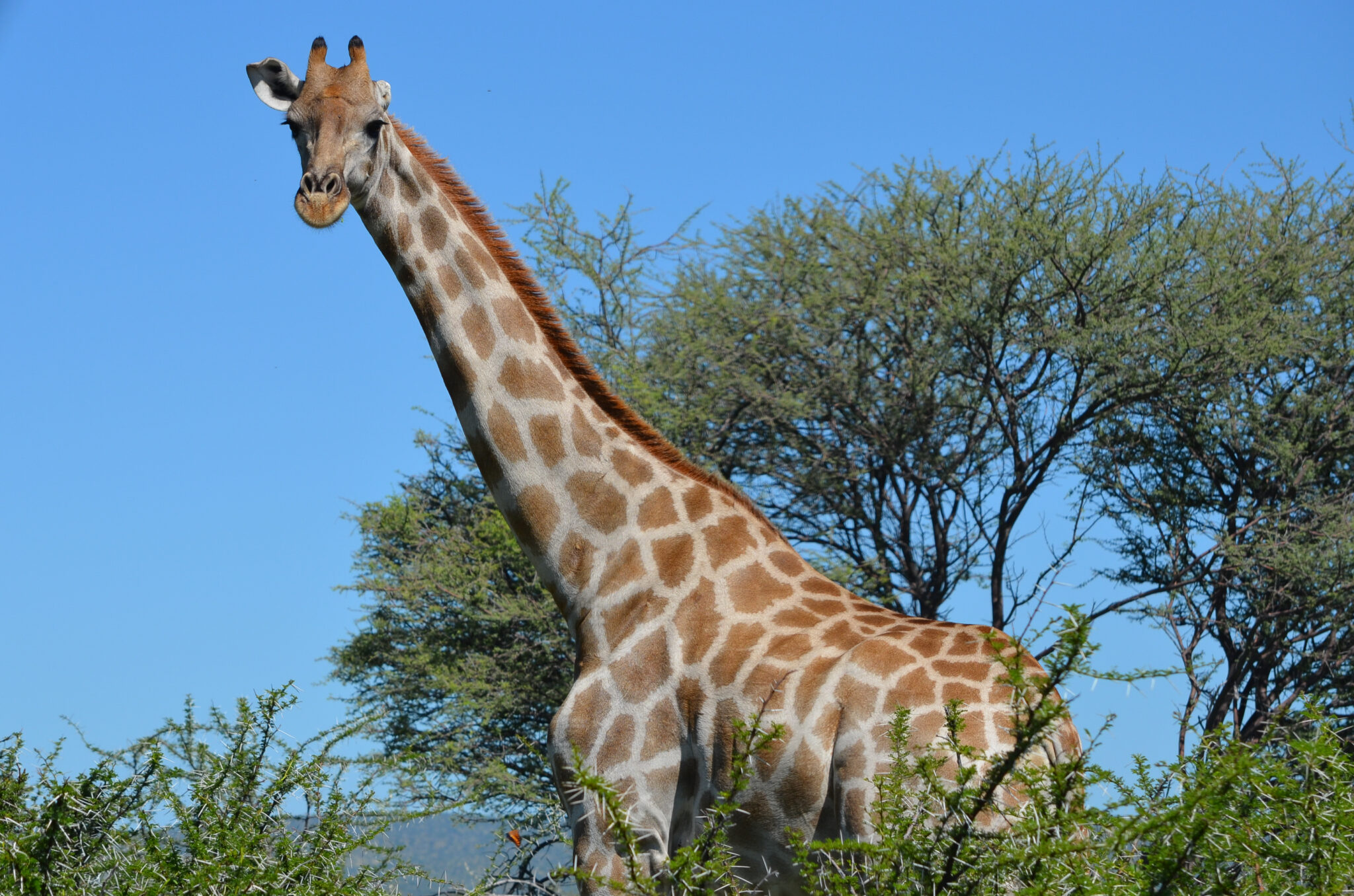 Visit the Virginia Zoo Animals Today!