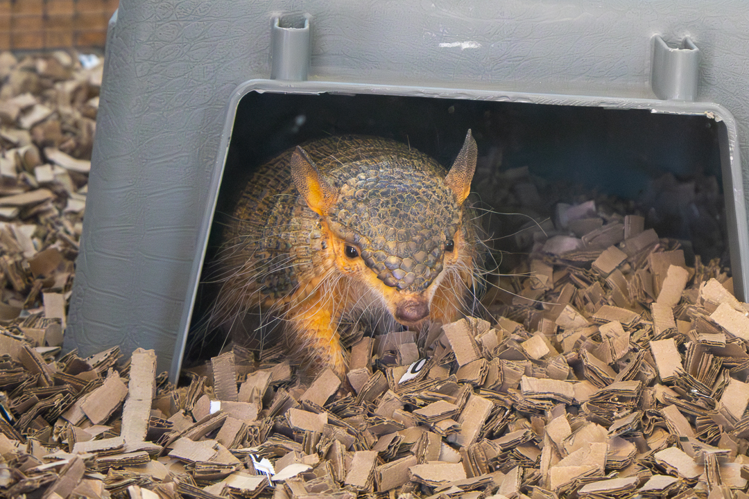 Visit the Virginia Zoo Animals Today!