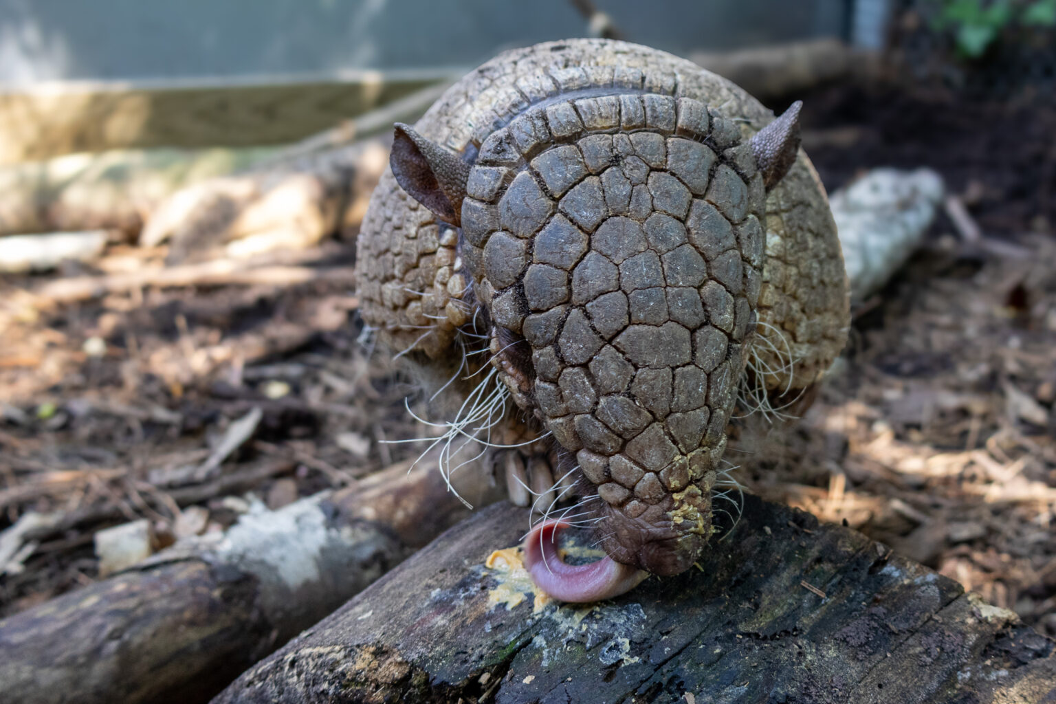 Visit the Virginia Zoo Animals Today!