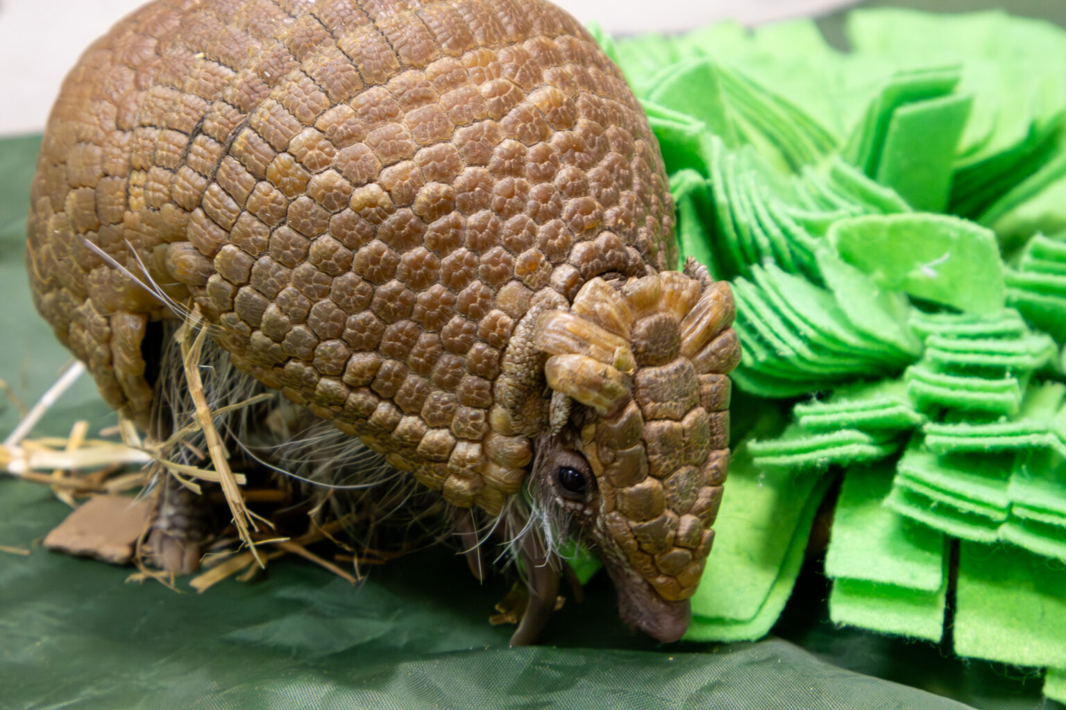 Visit the Virginia Zoo Animals Today!