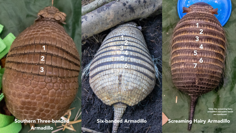 Visit the Virginia Zoo Animals Today!