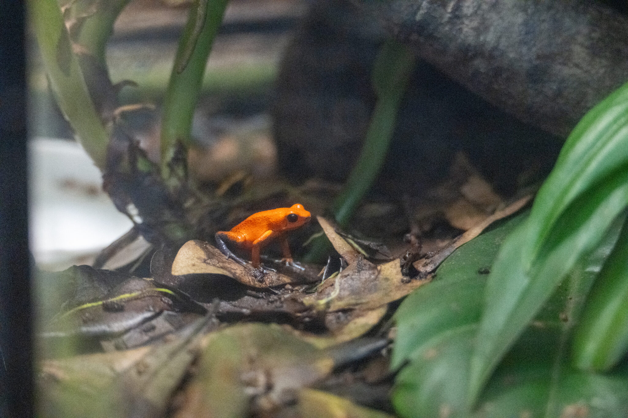 Visit the Virginia Zoo Animals Today!