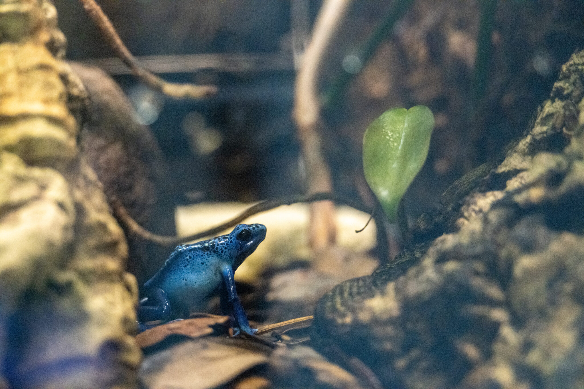 Visit the Virginia Zoo Animals Today!