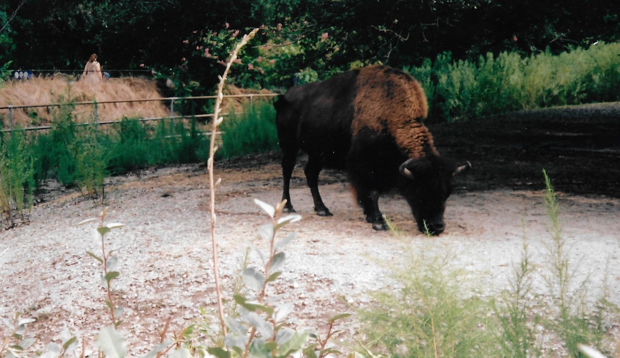 Visit the Virginia Zoo Animals Today!